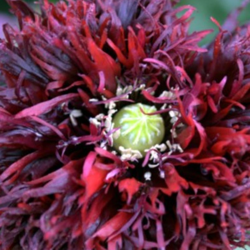 Black Swan - Papaver somniferum (Golden Peat Collection) – Gordon ...