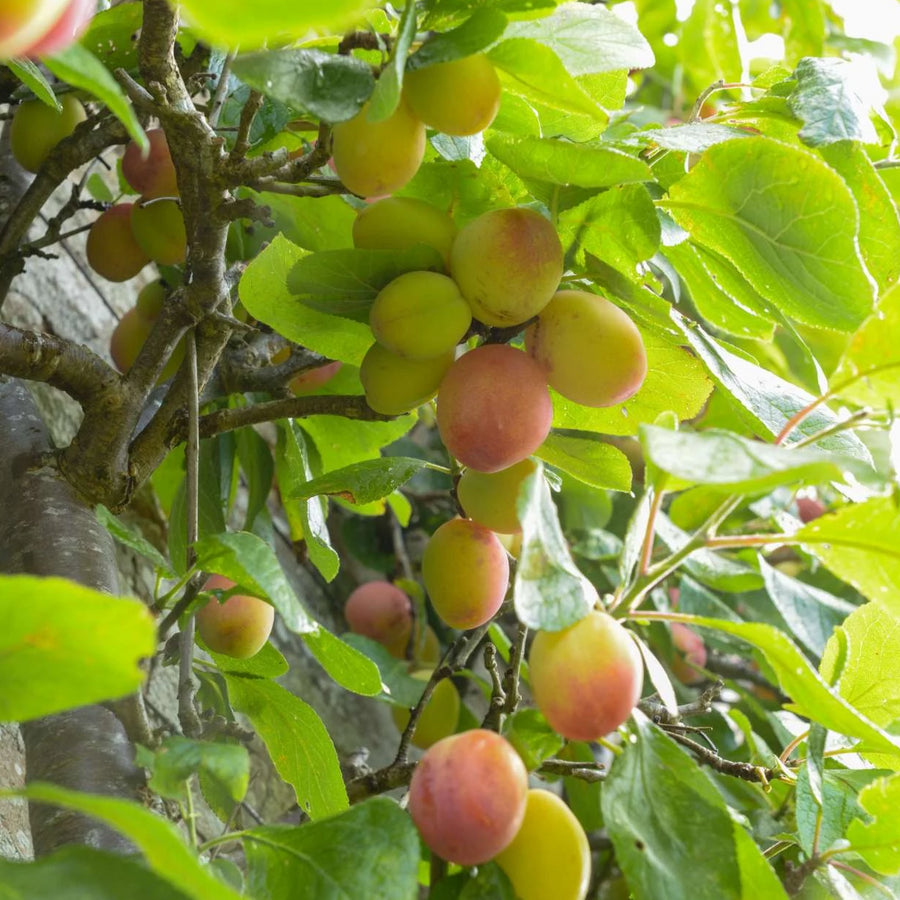 Plum Gin by Gordon Castle – Gordon Castle Scotland