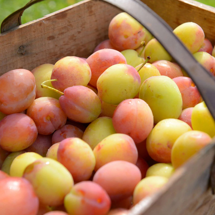 Plum Gin by Gordon Castle – Gordon Castle Scotland