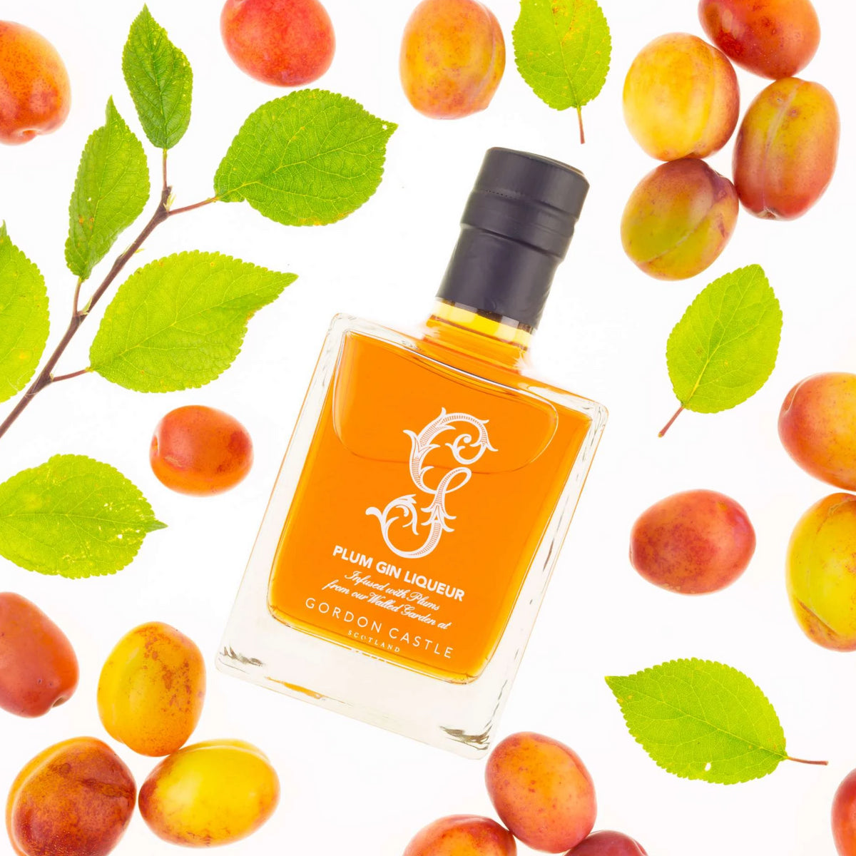 Plum Gin by Gordon Castle – Gordon Castle Scotland